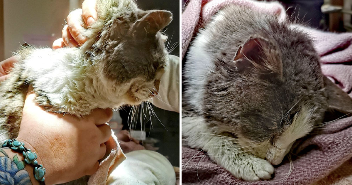 Woman finds cat frozen to the ground after snow storm, acts quickly to ...