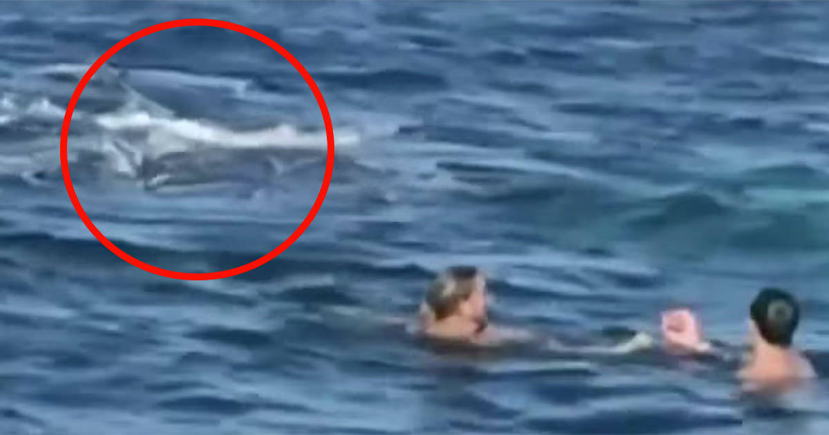 Paret överraskas av närgångna valar när de simmar ute till havs. Underbart!