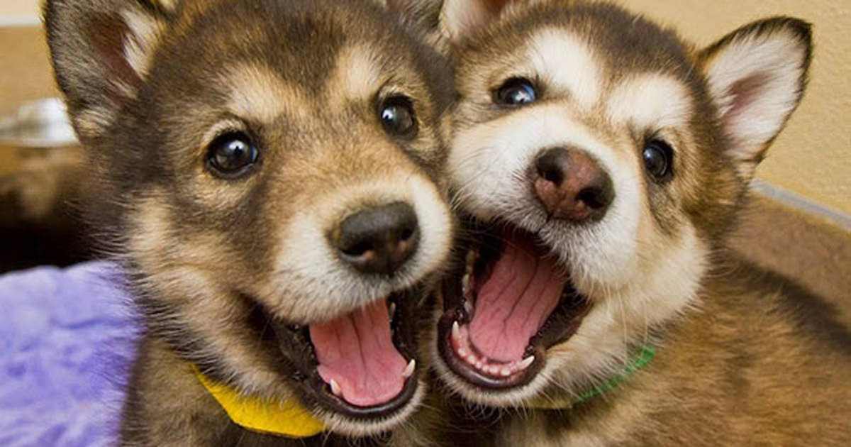 29 bilder på hundar som visar att en bästis är det finaste som finns.