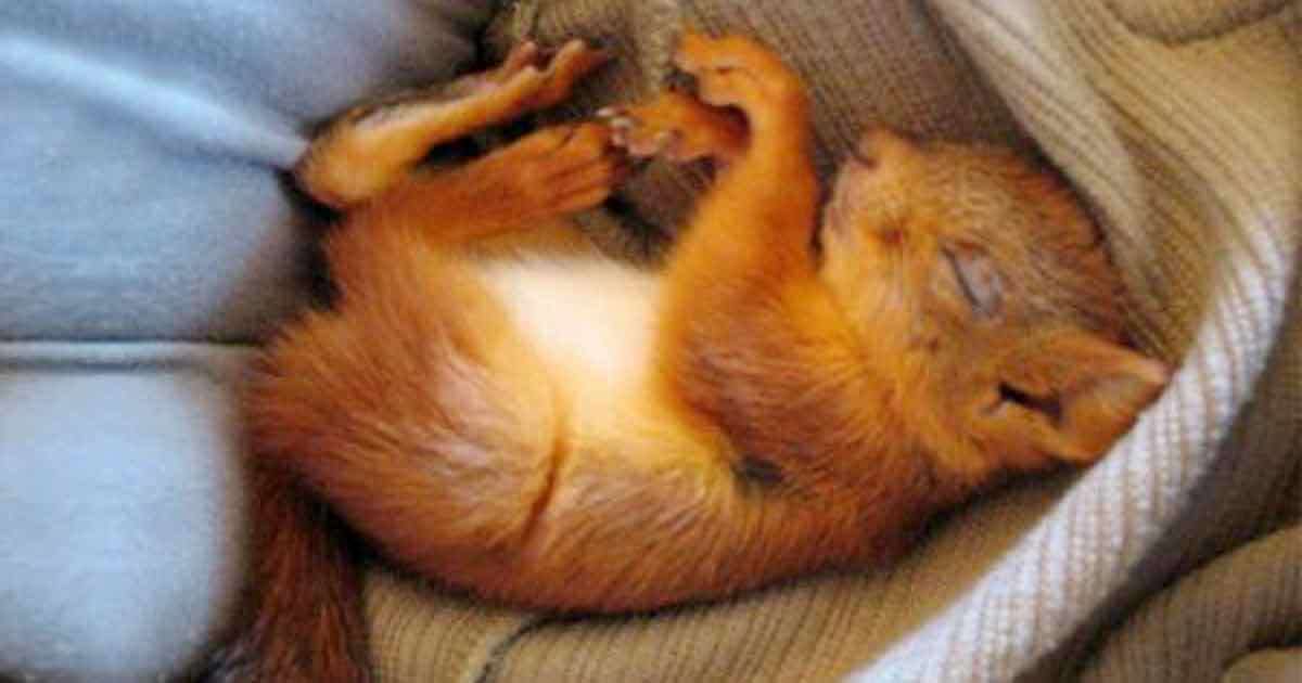 ekorre - Läs senaste nytt om ekorre på Newsner