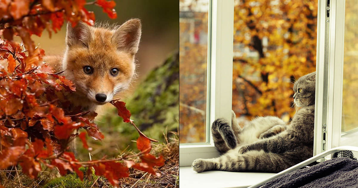 14 underbara bilder som visar att djuren älskar hösten lika mycket som ...