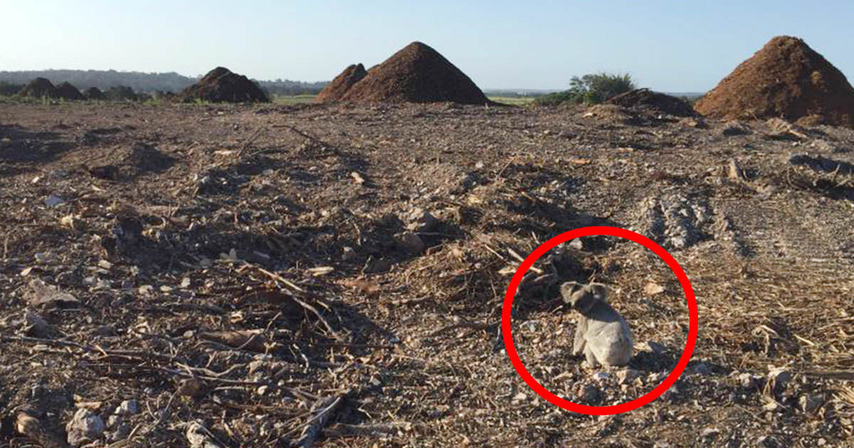 Sorgliga bilden på koalan visar varför vi måste stå upp för djurens ...