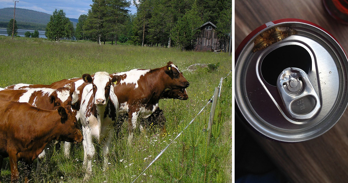 kossor - Läs senaste nytt om kossor på Newsner