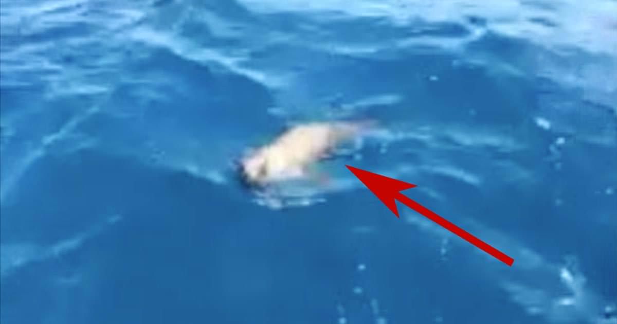 Något simmar fram till dem i båten. En minut senare får de sitt livs ...