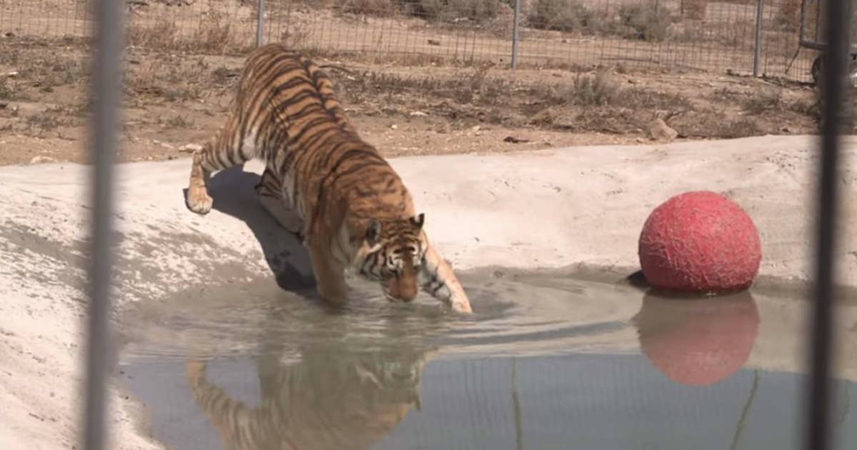 Dessa tigrar har aldrig simmat tidigare. Deras reaktion på nya poolen ...