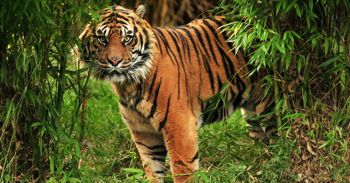 Glada nyheter: Världen har äntligen fått fler vilda tigrar.