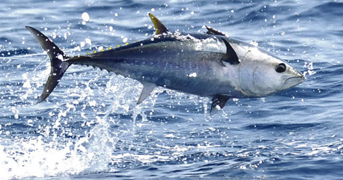 Unikt: Här syns rödlistade tonfisken i Sverige – första gången på 60 år