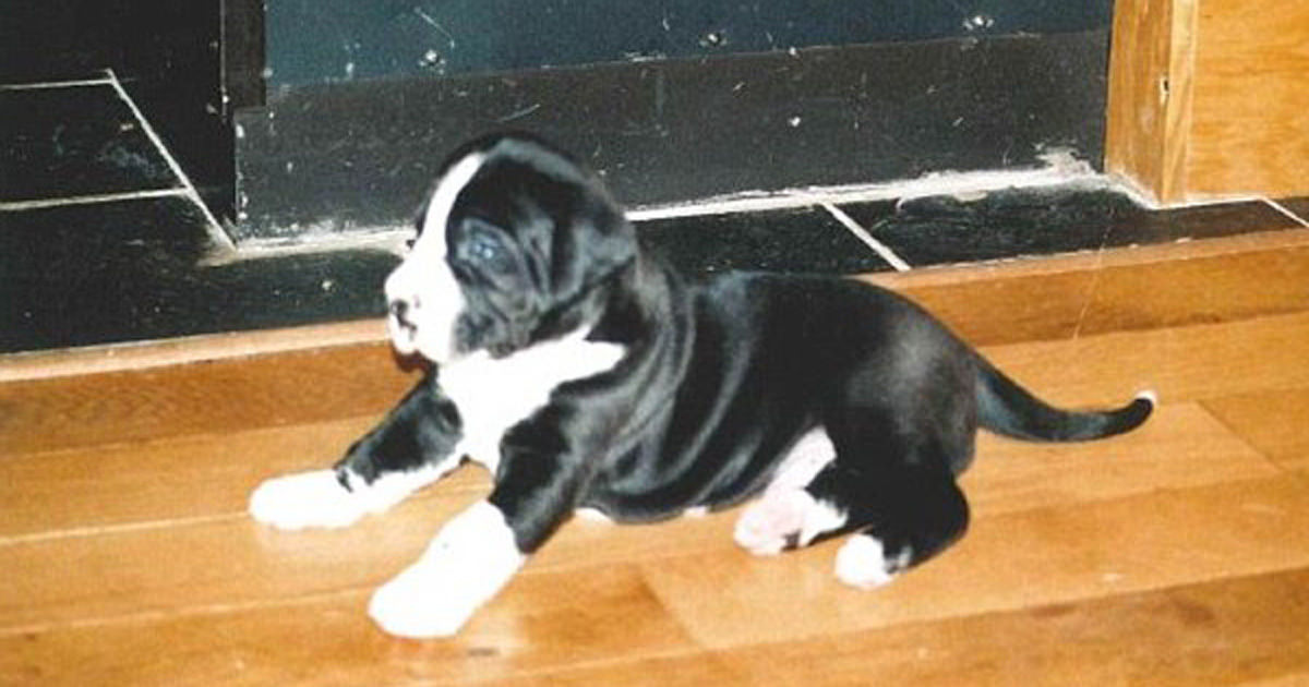 Paret köpte valp – men var inte beredda på vad den skulle växa upp till