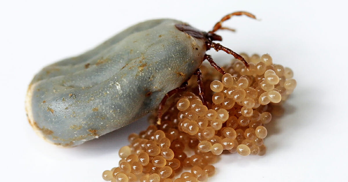 Livsfarlig smitta från fästingägg – nu varnar experten