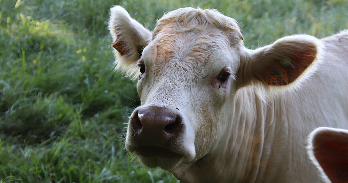 Nya trenden "Ko-gos": Hit kan man åka för att mysa med kossor