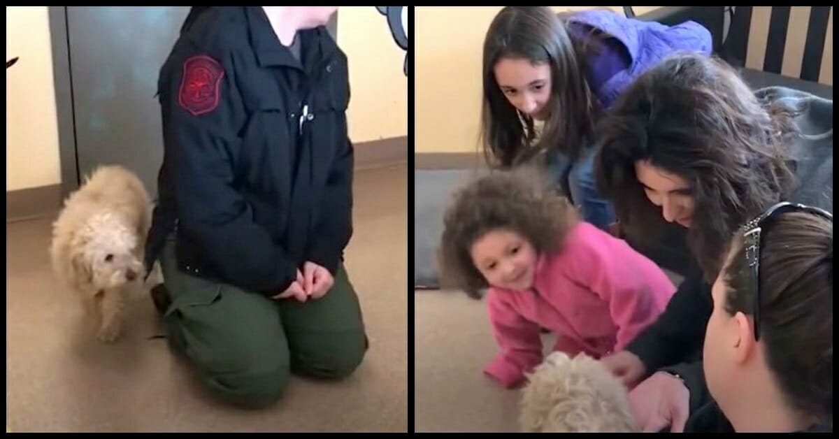 Livredd hund kjenner ikke igjen familien etter nesten 2 år på flukt ... Livredd hund kjenner ikke igjen familien etter nesten 2 år på flukt ...