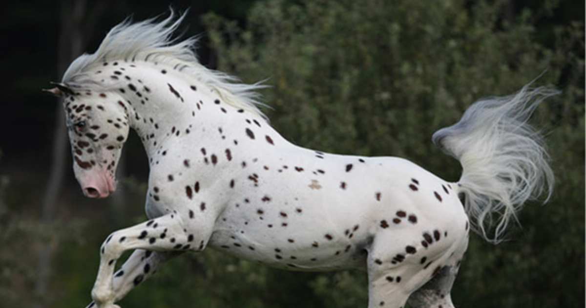 22 utrolige heste med verdens smukkeste og mest unikke farver