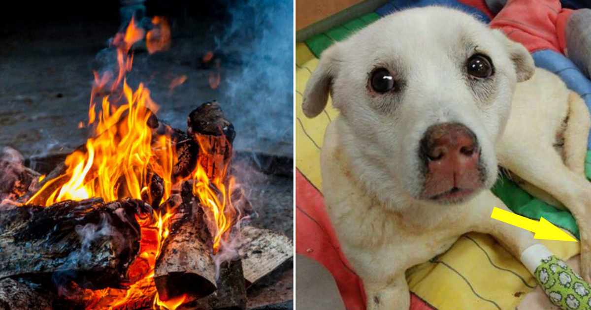 Köpeği Kaçırıp Ateşe Attılar - Hayatını İse Bu Küçük Detay Kurtardı
