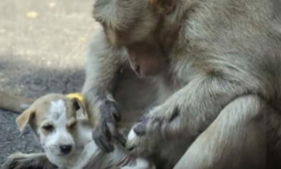 Affe entführt Welpen von der Straße und rennt weg – niemand konnte den ...