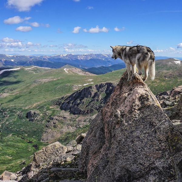 Halb Hund, halb Wolf – und die Bilder seiner Reisen rauben den Atem