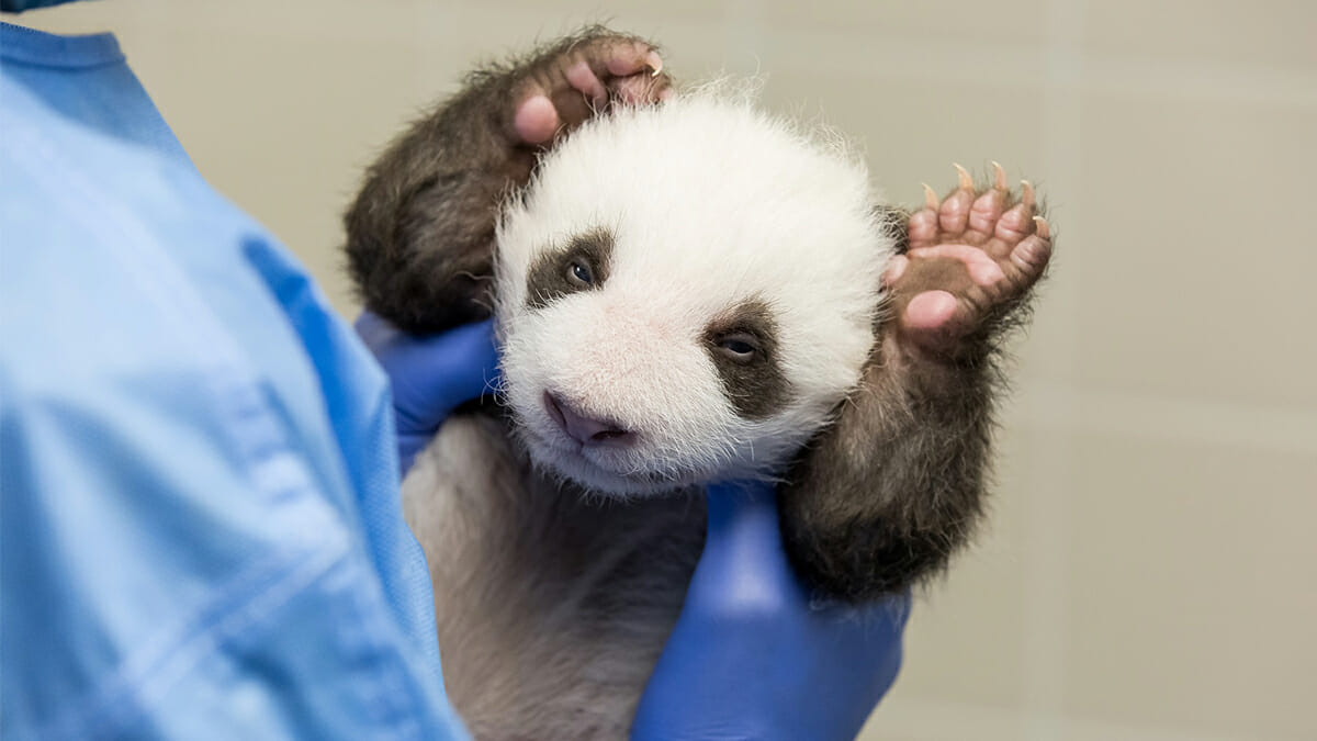 Deutschlands einzige Pandababys öffnen zum ersten Mal ihre Augen