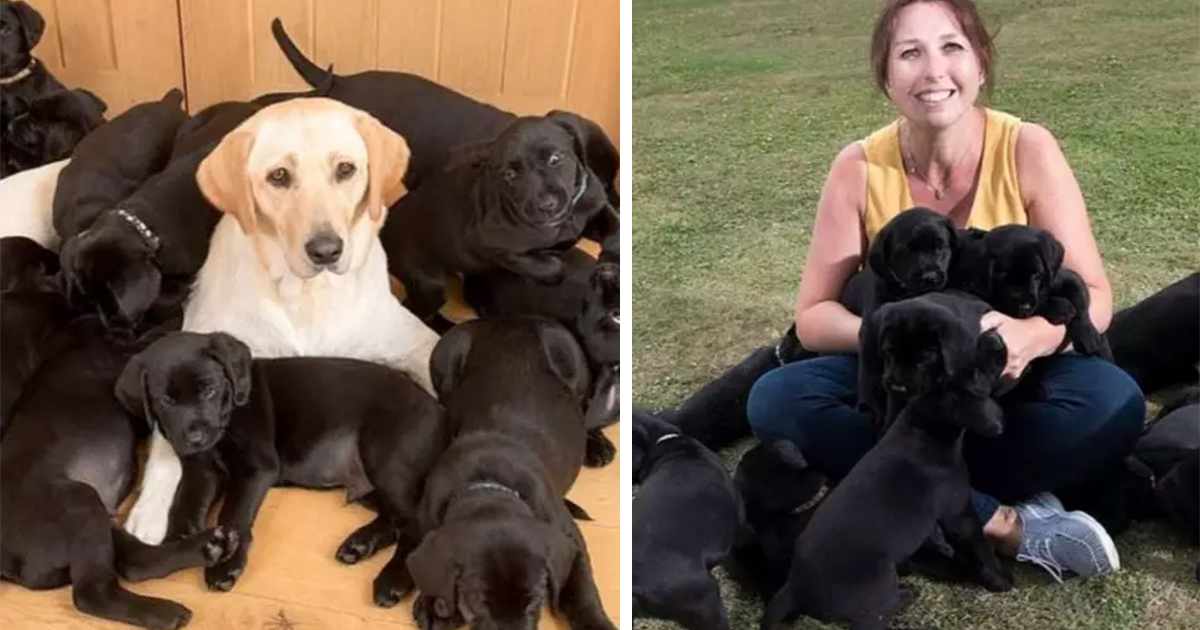 Golden Labrador „Lucy“ bringt 13 pechschwarze Welpen zur Welt