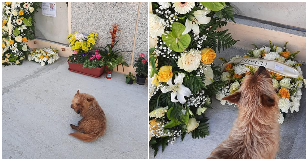Hund macht sich jeden Tag auf den Weg, um das Grab seines Herrchens zu ...