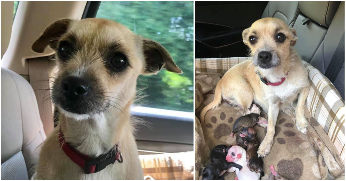 Adoptierte Hündin bringt auf Heimweg von Tierheim Welpen zur Welt