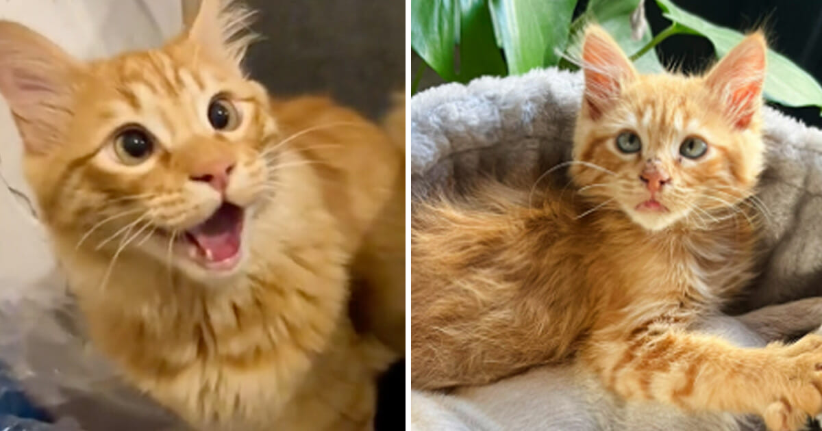 Katze zeigt merkwürdige Symptome - Grund bringt alle zum Lachen