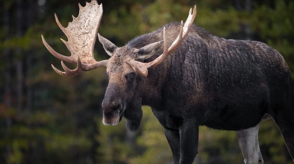 Elch droht zu ersticken - mutiger Mann rettet ihm das Leben