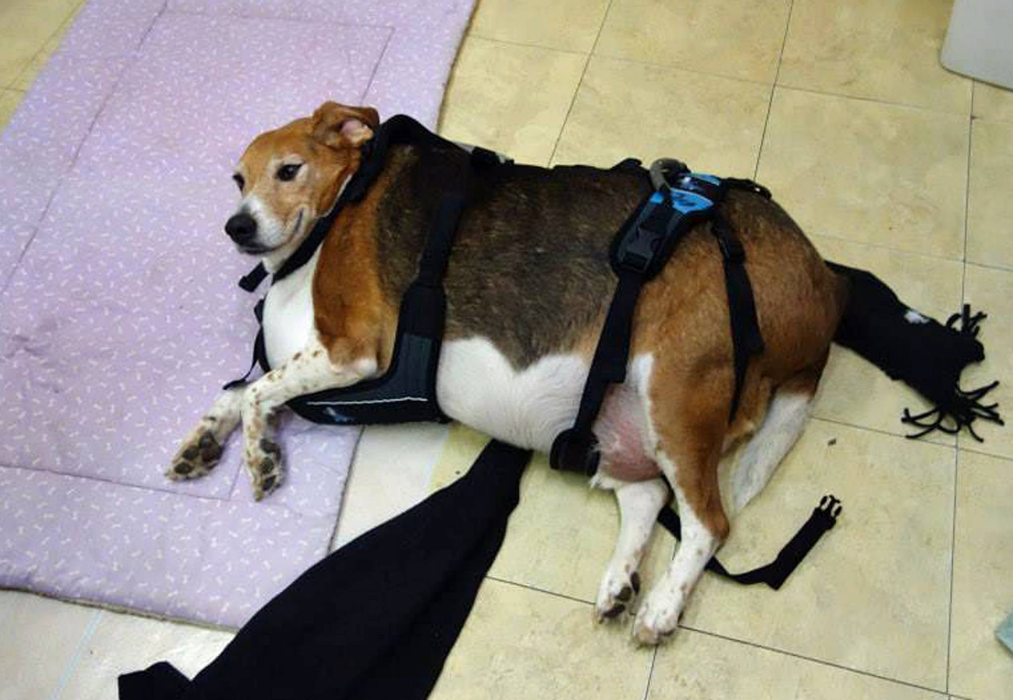 Beagle acima do peso recebe ajuda de uma família acolhedora e amável ...