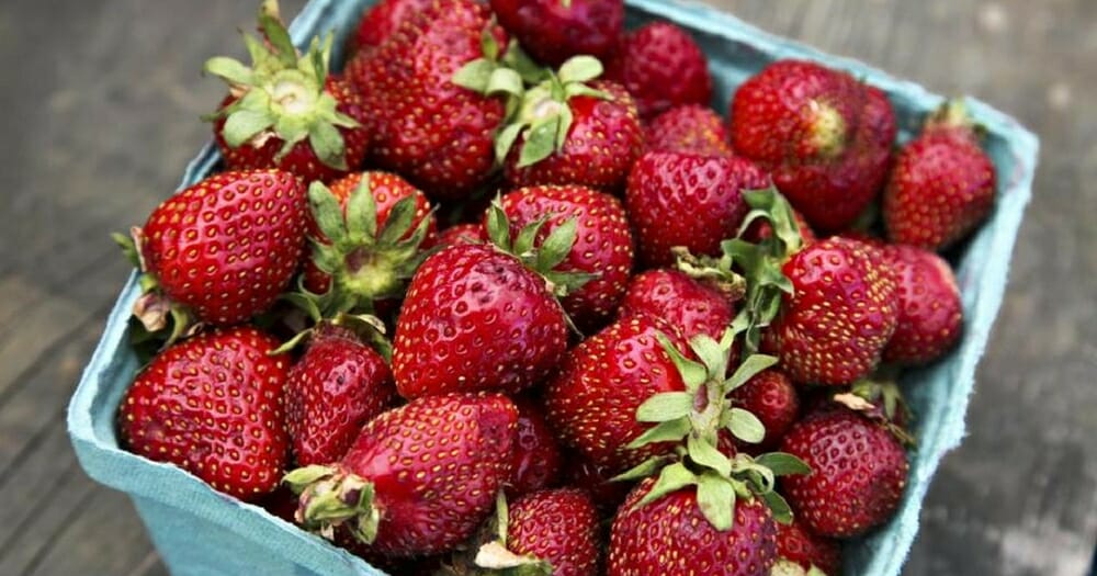 Você gosta de morangos? Então veja estas dicas preciosas para mantê-los ...