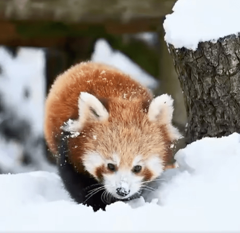 Filhote de panda vermelho fica eufórico ao ver a neve pela primeira vez
