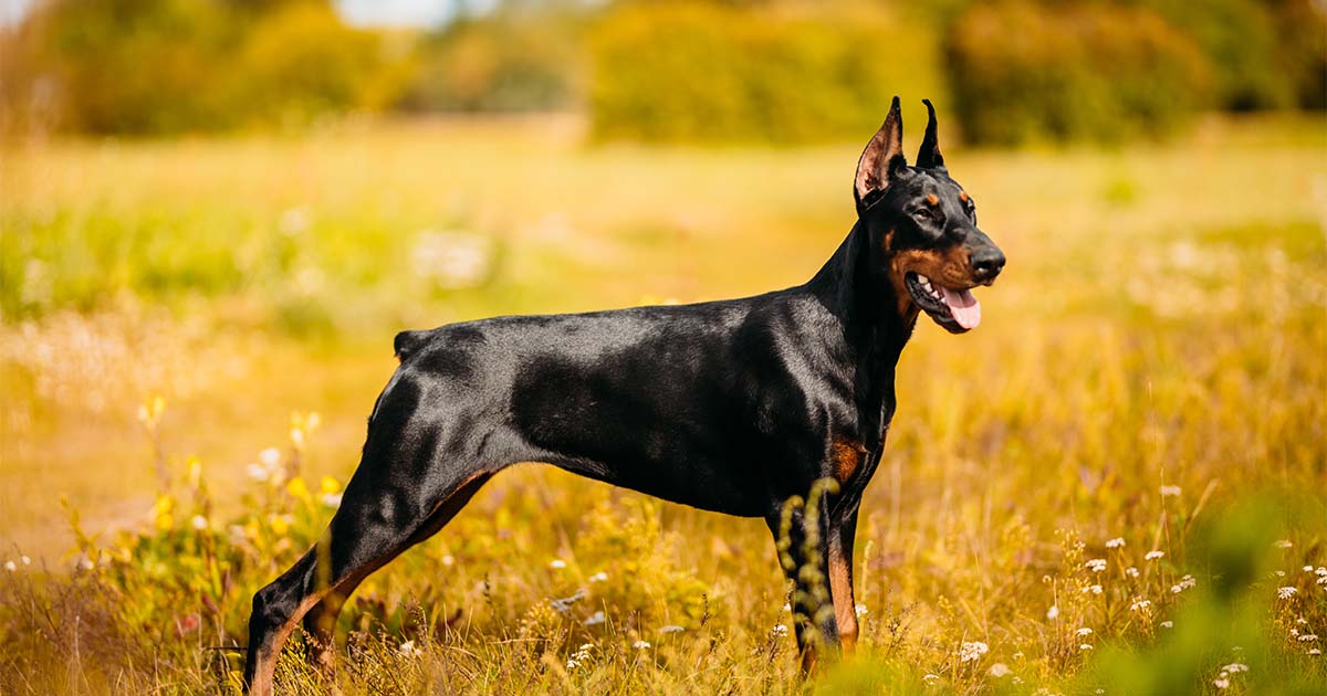 Doberman morde menina de 1 ano e arrasta ela pelo chão – logo todos ...