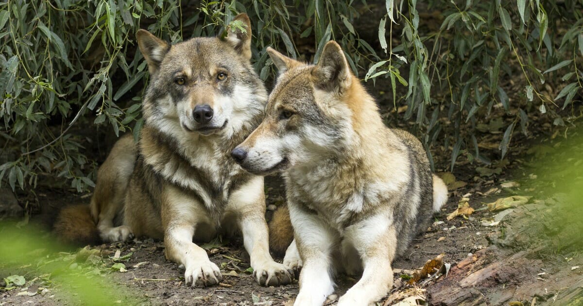 Wolven doden 15 damherten op vakantiepark Hengelhoef - "Al het kleinvee ...
