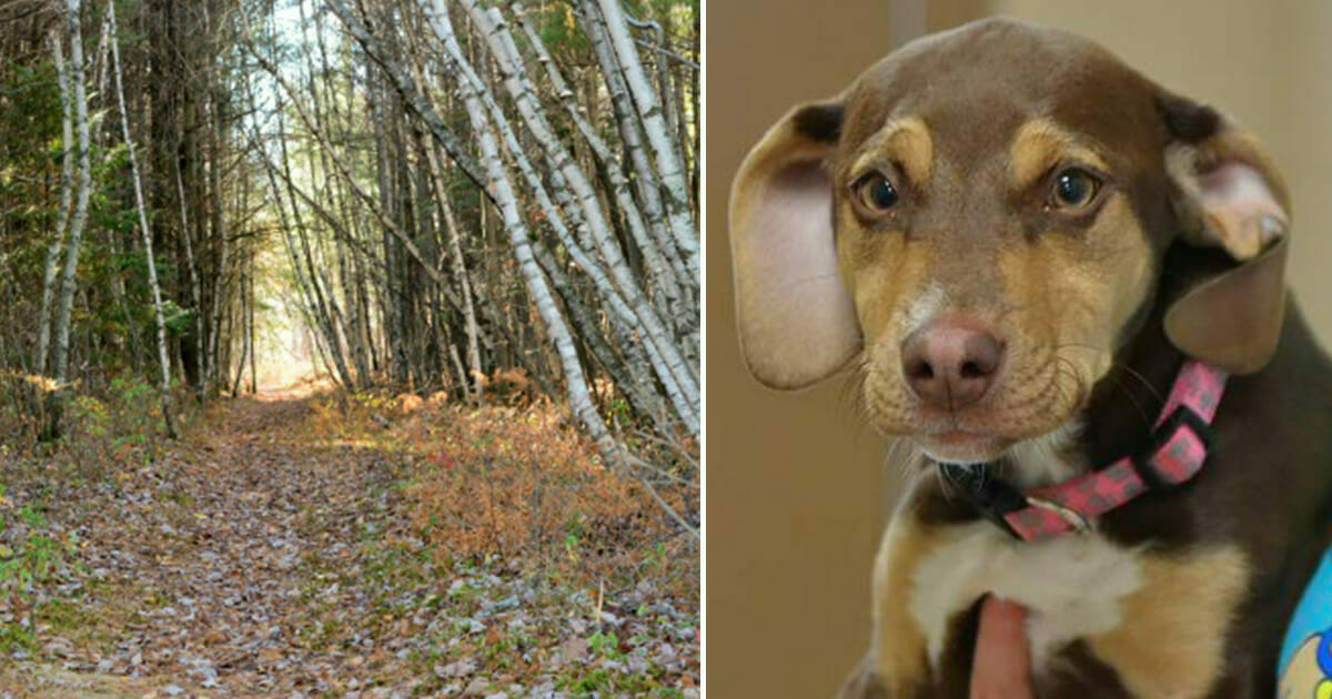Mishandelde hond als held onthaald nadat hij leven redt van 3-jarig meisje