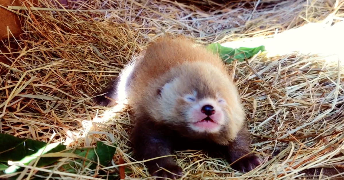 Schattige beelden: zeldzame rode panda geboren in de Beekse Bergen
