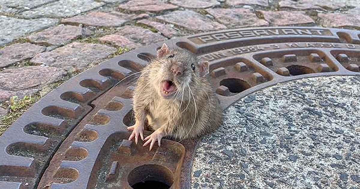 Ce rat était coincé dans une plaque d'égout et pensait qu'il ne serait ...