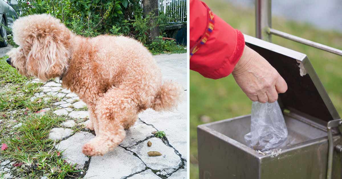 Tests ADN sur les crottes de chiens vont révéler les propriétaires qui ...