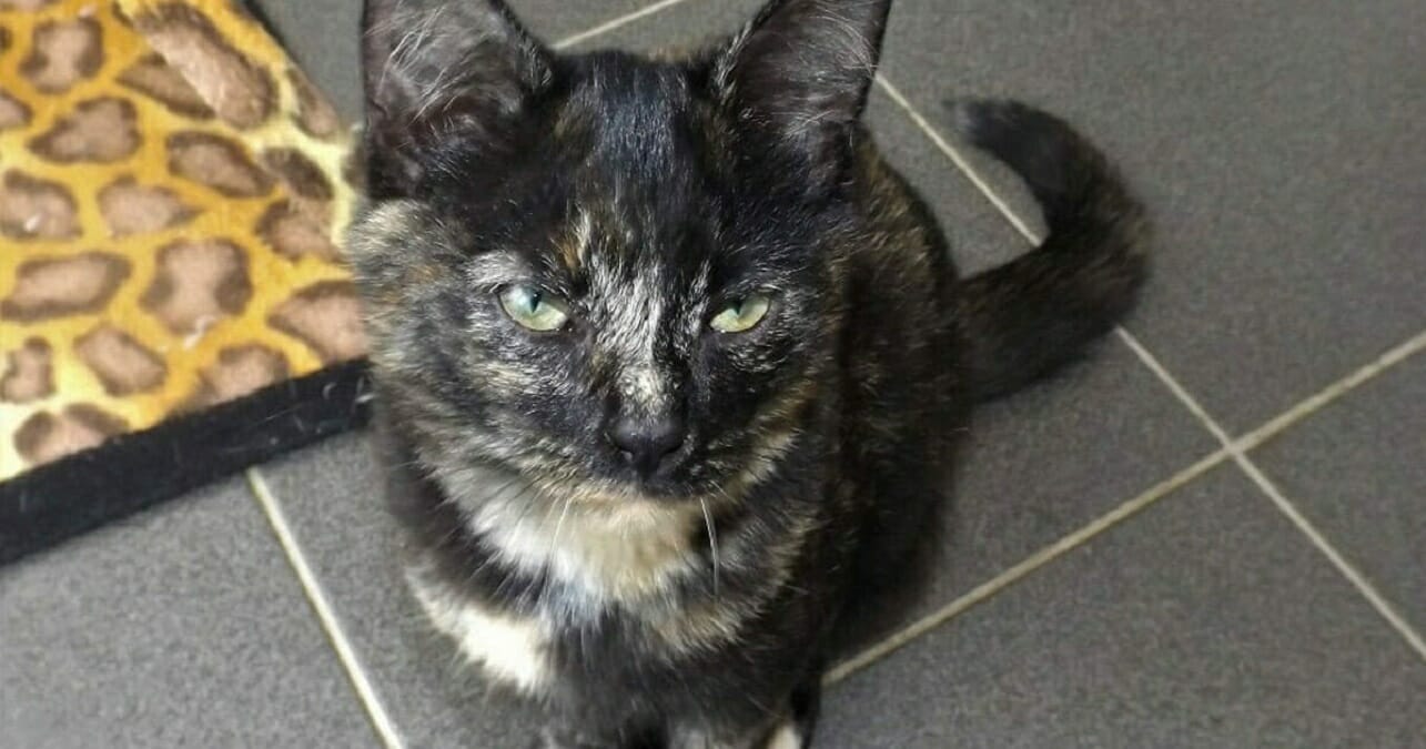 On découvre que le chat mis au refuge est l'un des félins les plus ...